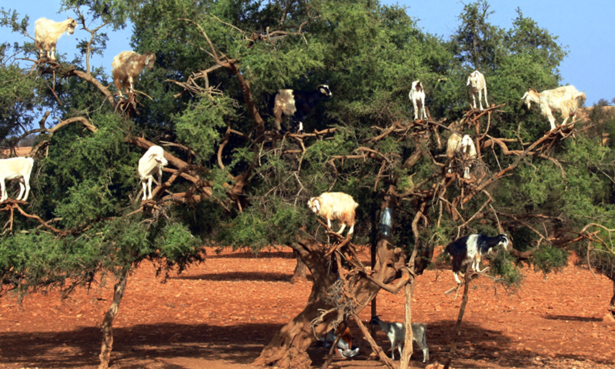Essaouira Morocco Goats In Trees Goats On Trees Essaouira City